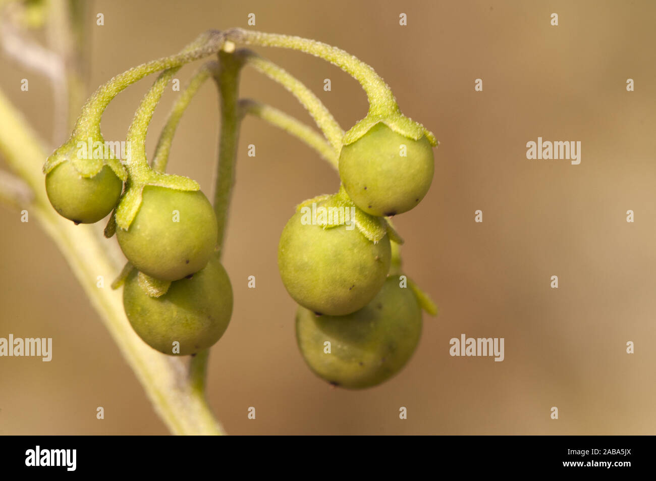 Solanum Nigrum Flower High Resolution Stock Photography and Images - Alamy