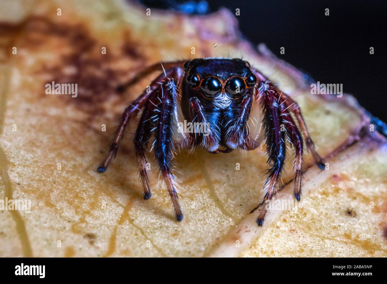 Jumping spider. Matang Family Park, Matang, Sarawak, Malaysia Stock ...