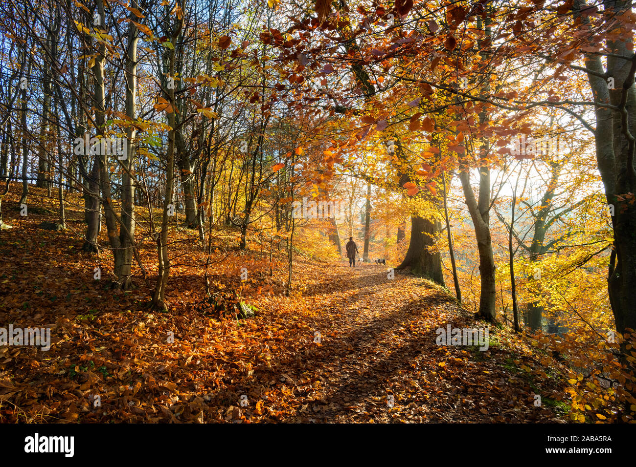 Autumn Leaves and sunlight at Barnett's Demesne Belfast Stock Photo - Alamy