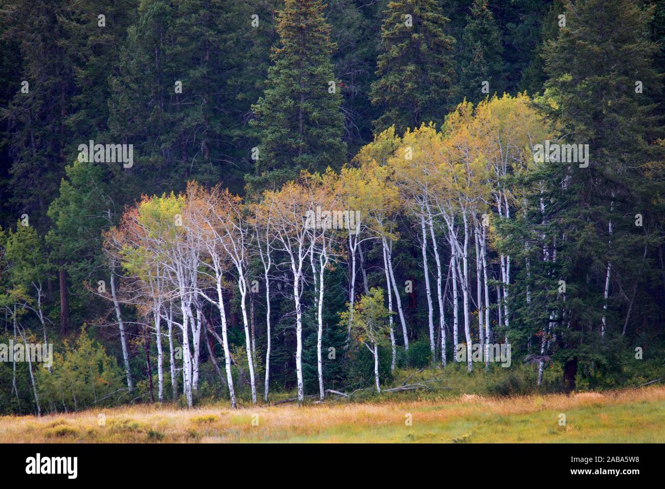 Aspen colors hi-res stock photography and images - Alamy