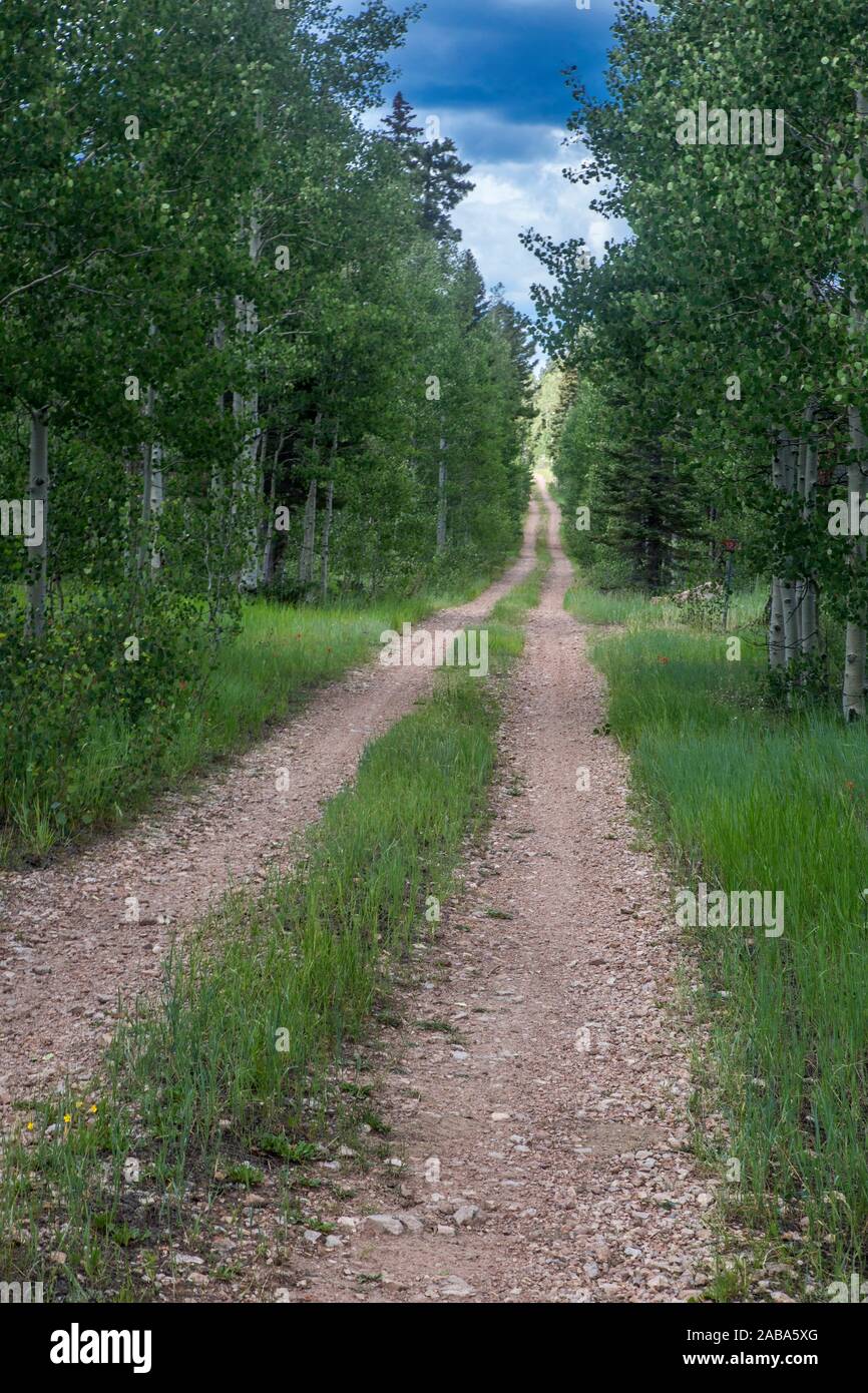 The kaibab national forest hi-res stock photography and images - Alamy