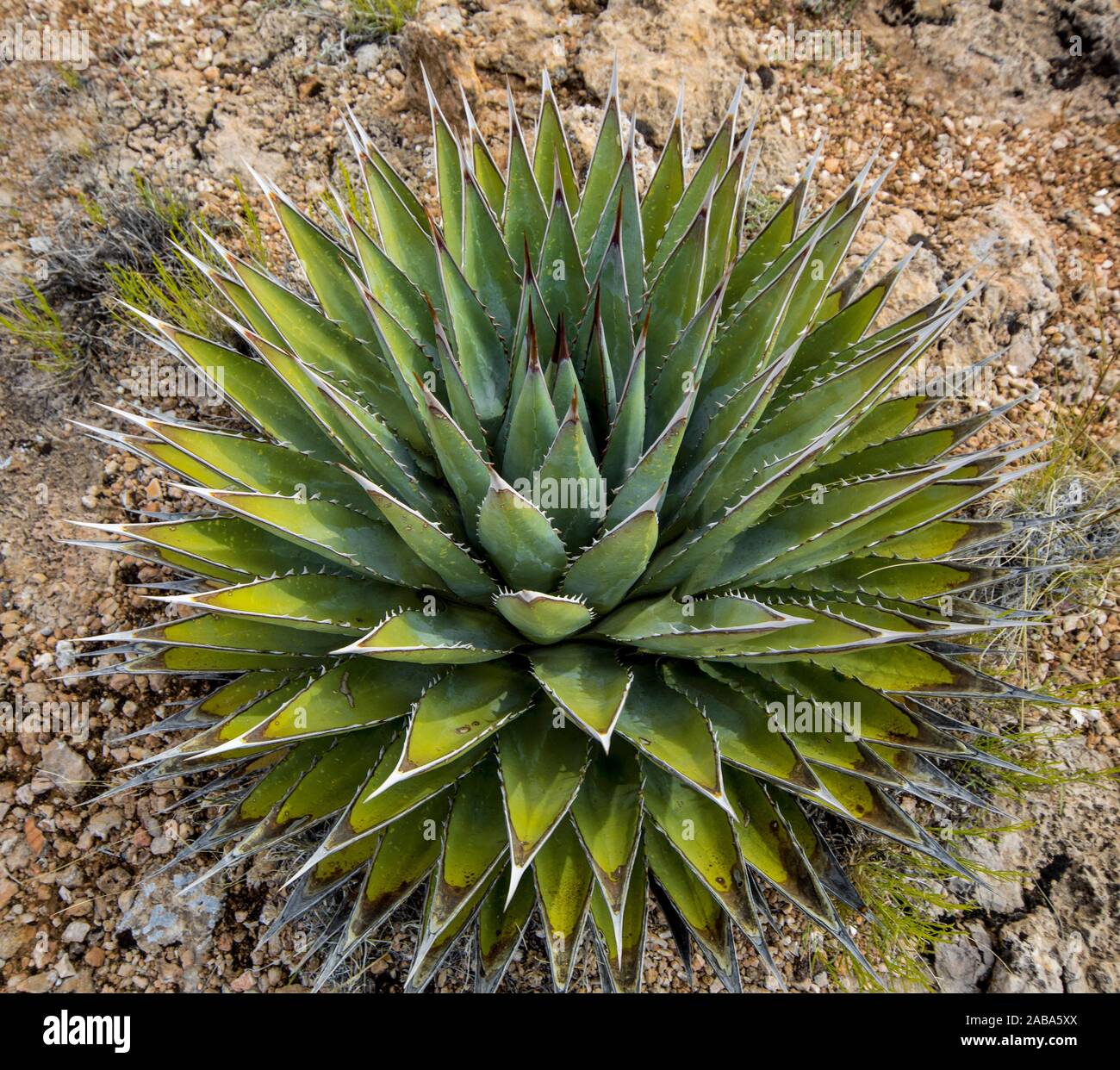 Agave americana variegata hi-res stock photography and images - Alamy