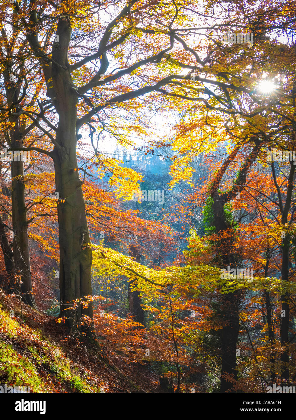 Autumn Leaves and sunlight at Barnett's Demesne Belfast Stock Photo - Alamy