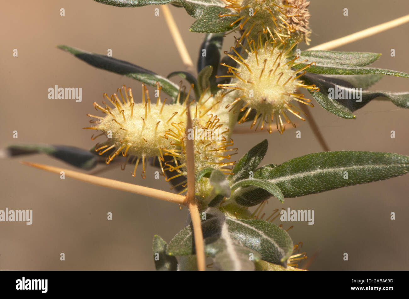Burweed High Resolution Stock Photography and Images - Alamy