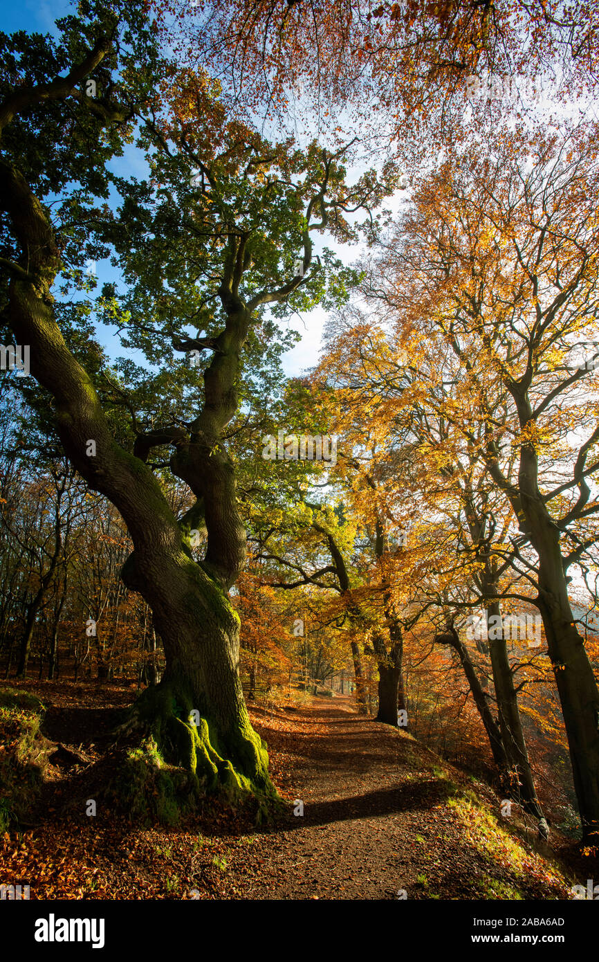 Autumn Leaves and sunlight at Barnett's Demesne Belfast Stock Photo - Alamy