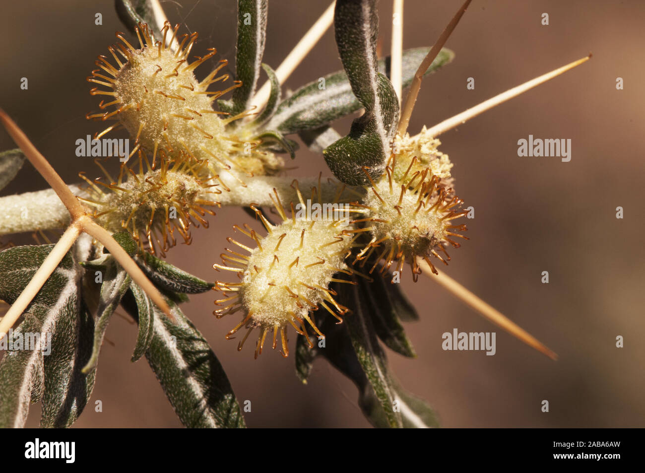 Burr Seed High Resolution Stock Photography and Images - Alamy