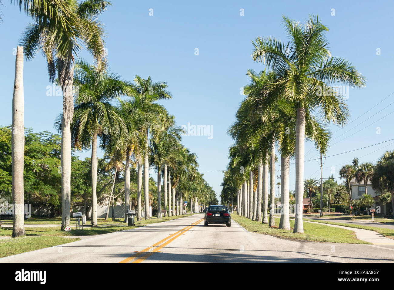 Florida road palm trees hi-res stock photography and images - Alamy