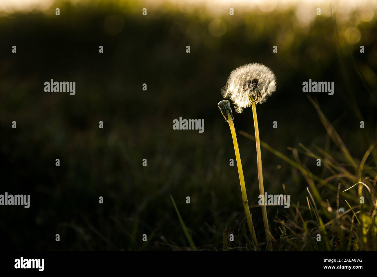 A dandelion in the evening sun Stock Photo - Alamy