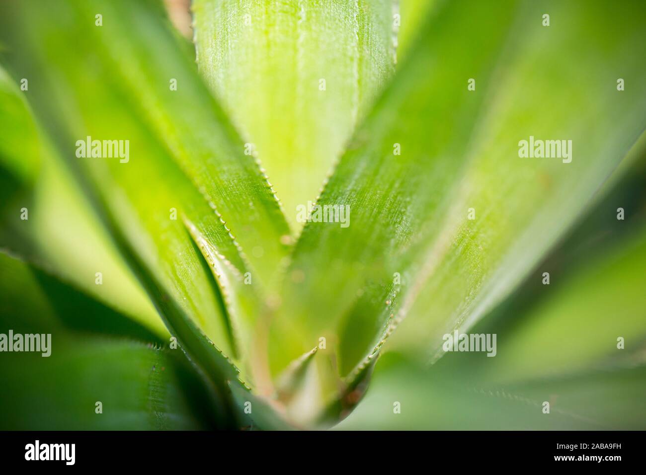 Tangail hi-res stock photography and images - Alamy