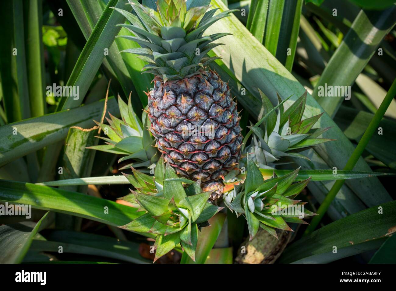 Adan tree hi-res stock photography and images - Alamy