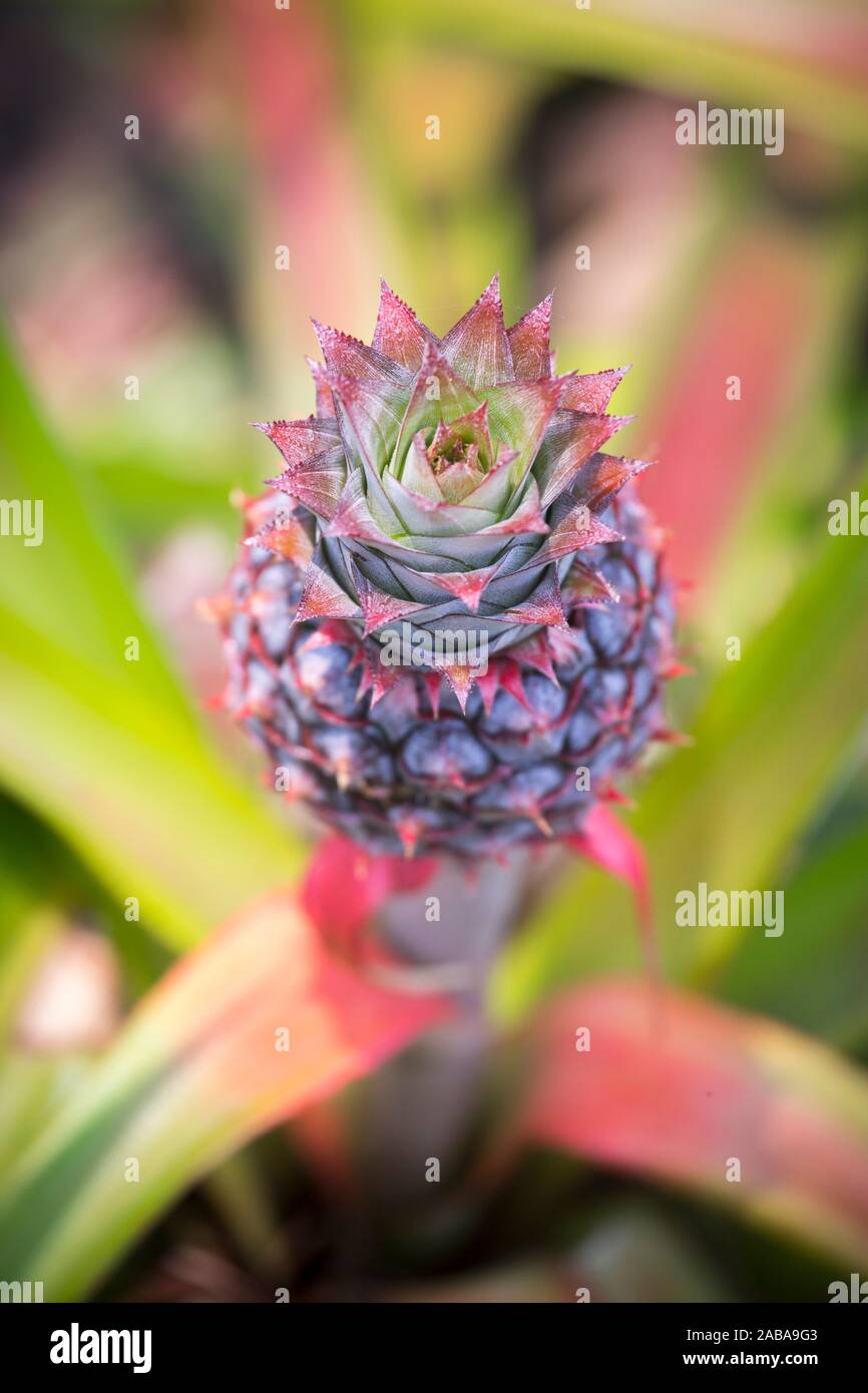 Pineapple plant flower tree hi-res stock photography and images - Alamy