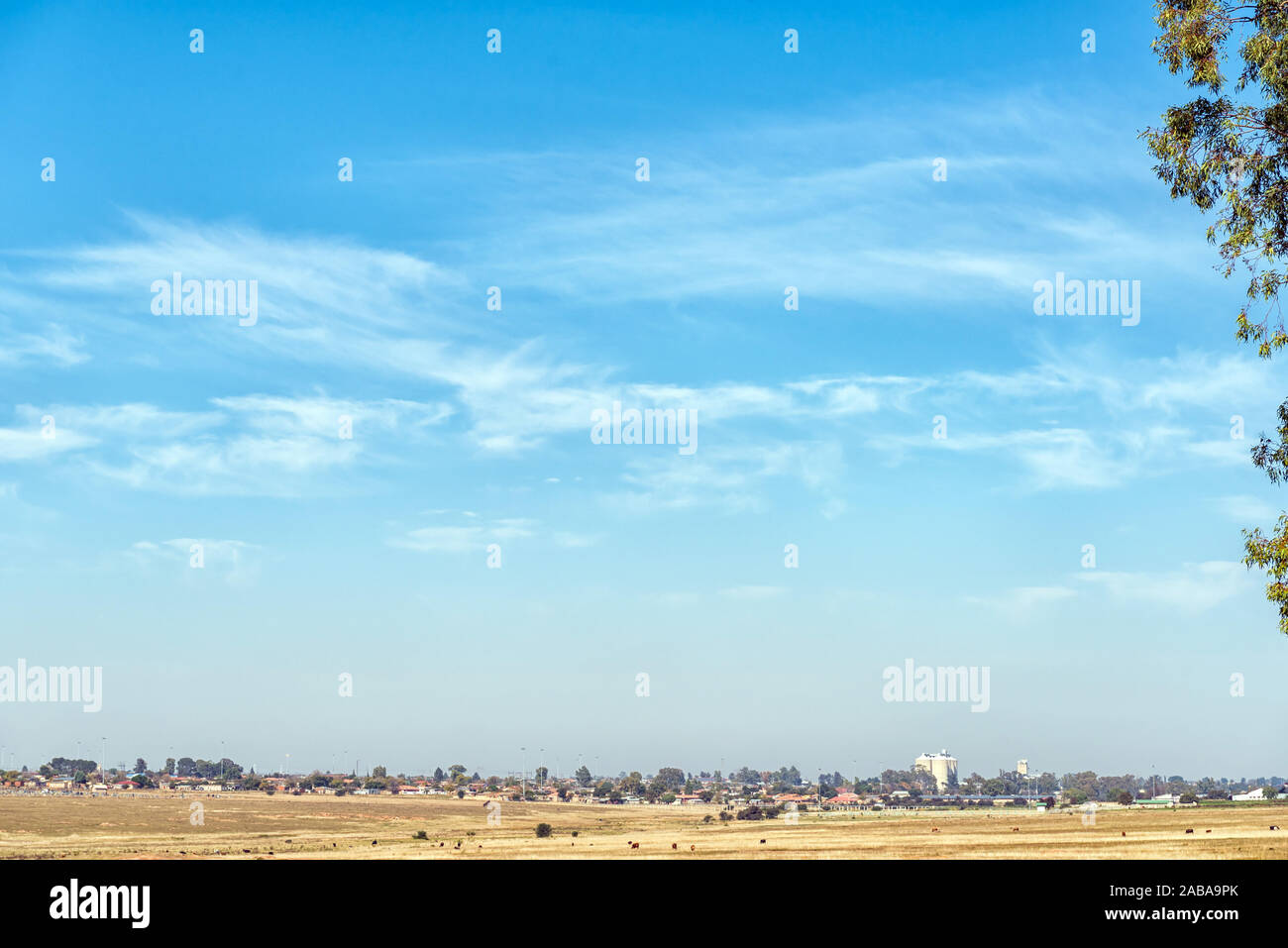 Cattle free state south africa hi-res stock photography and images - Alamy