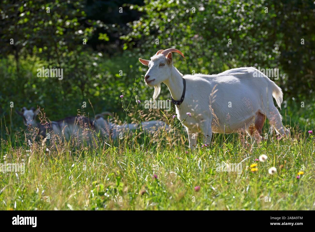 Balkan wild goat hi-res stock photography and images - Alamy