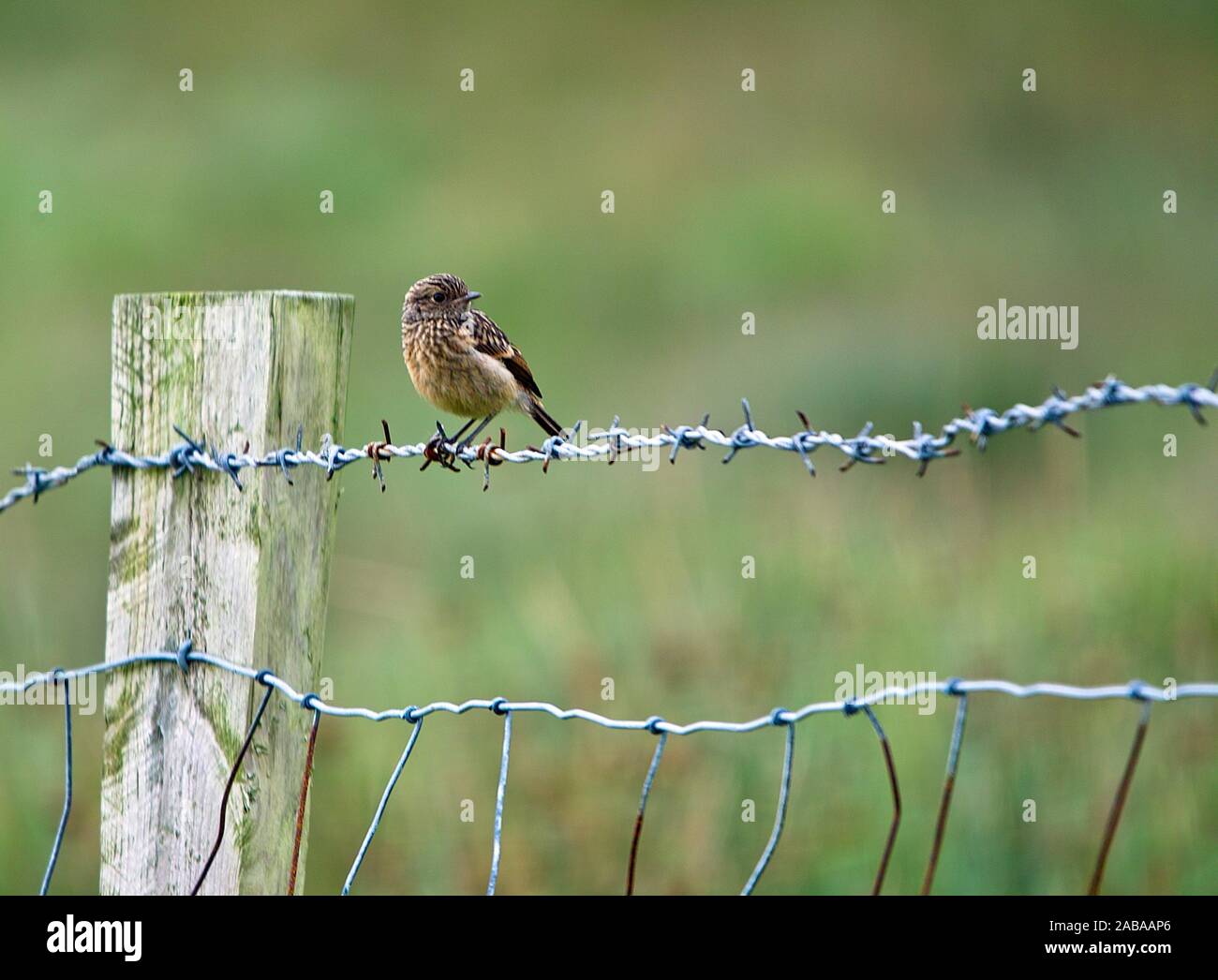 Bird fence hi-res stock photography and images - Alamy