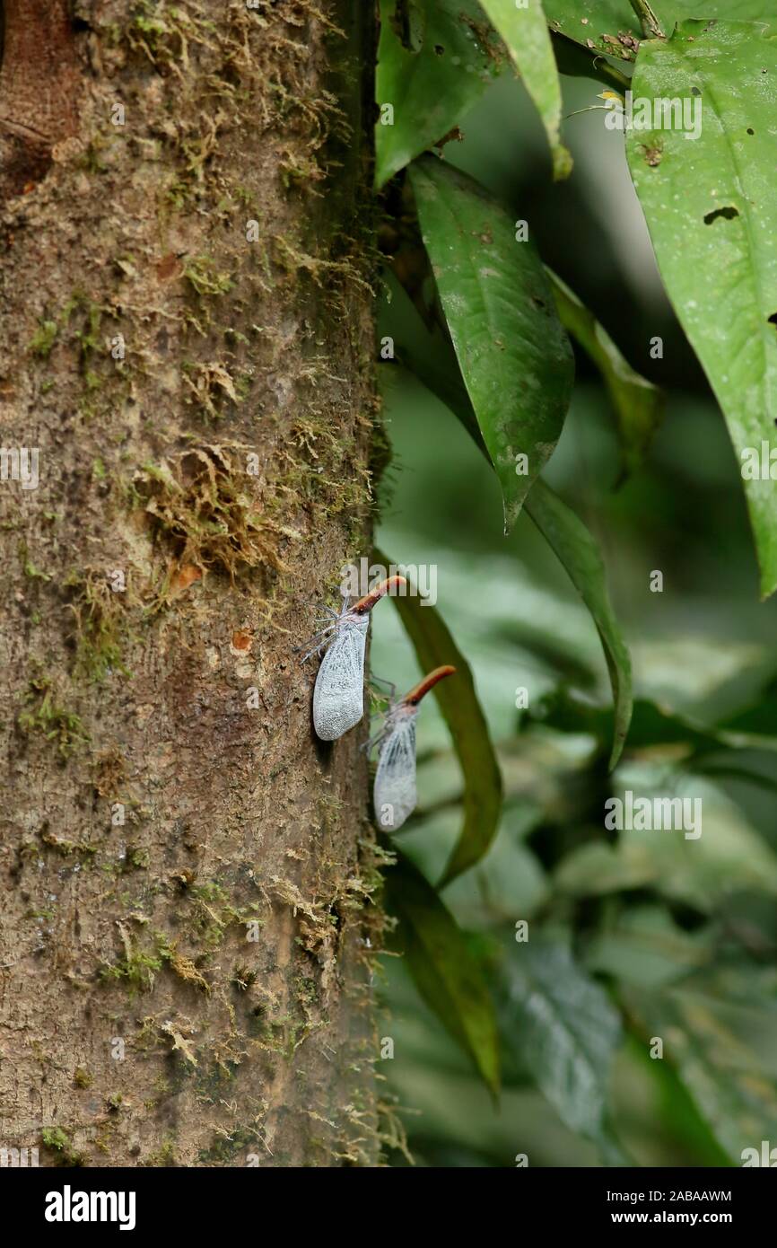 Pyrops hi-res stock photography and images - Alamy