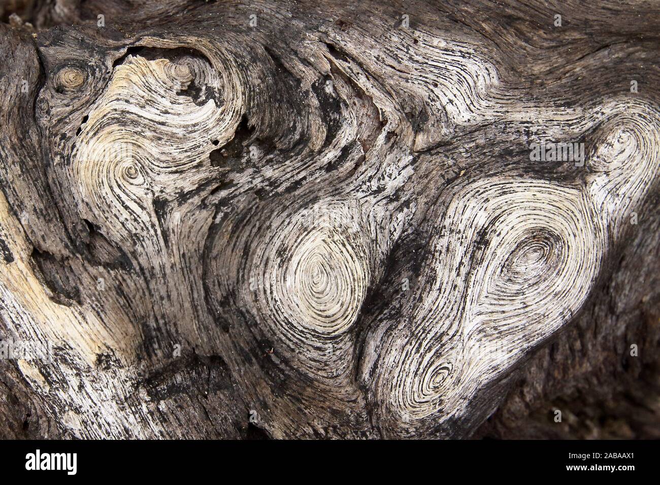 Natural tree texture hi-res stock photography and images - Alamy