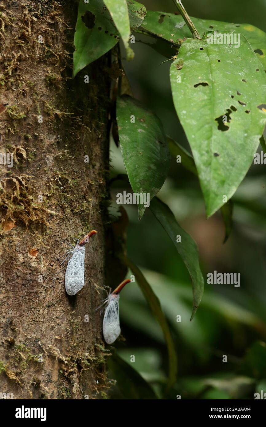 Pyrops hi-res stock photography and images - Alamy