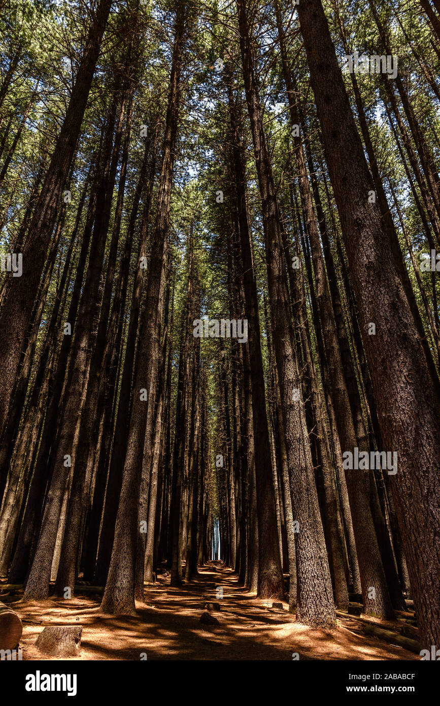 The Sugar Pine Walk in Bago State Forest in New South Wales, Australia ...