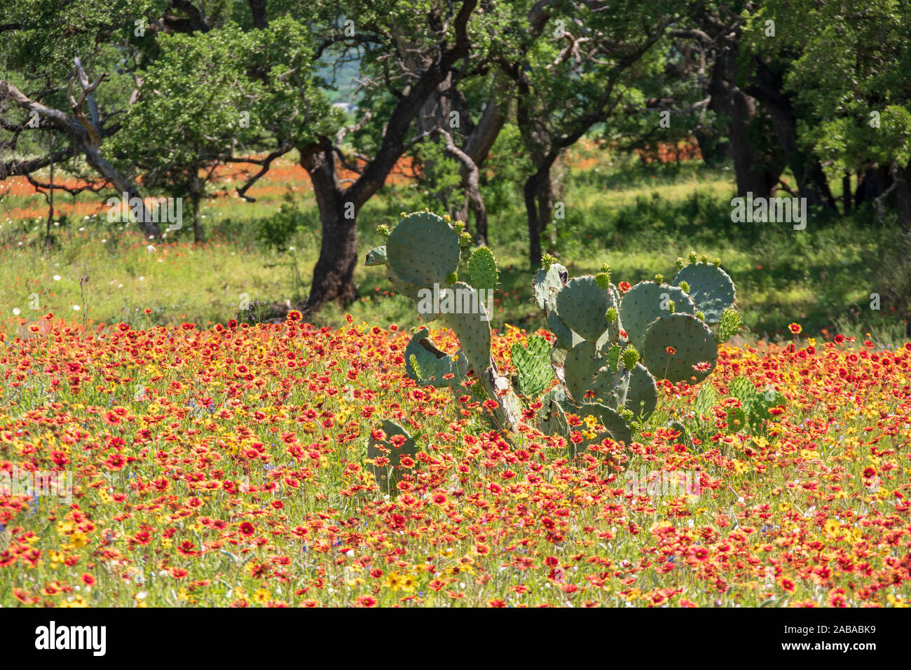 Spring trees texas hill country hi-res stock photography and images - Alamy