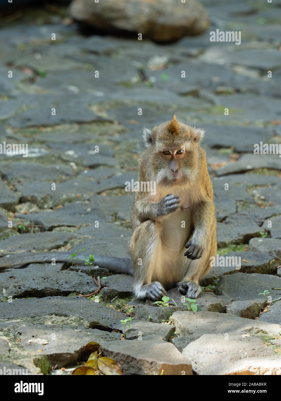 Mauritius monkey hi-res stock photography and images - Alamy