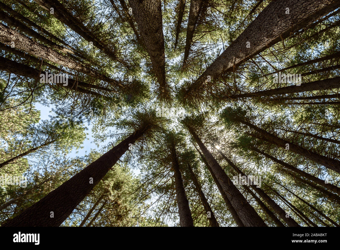 The Sugar Pine Walk in Bago State Forest in New South Wales, Australia ...