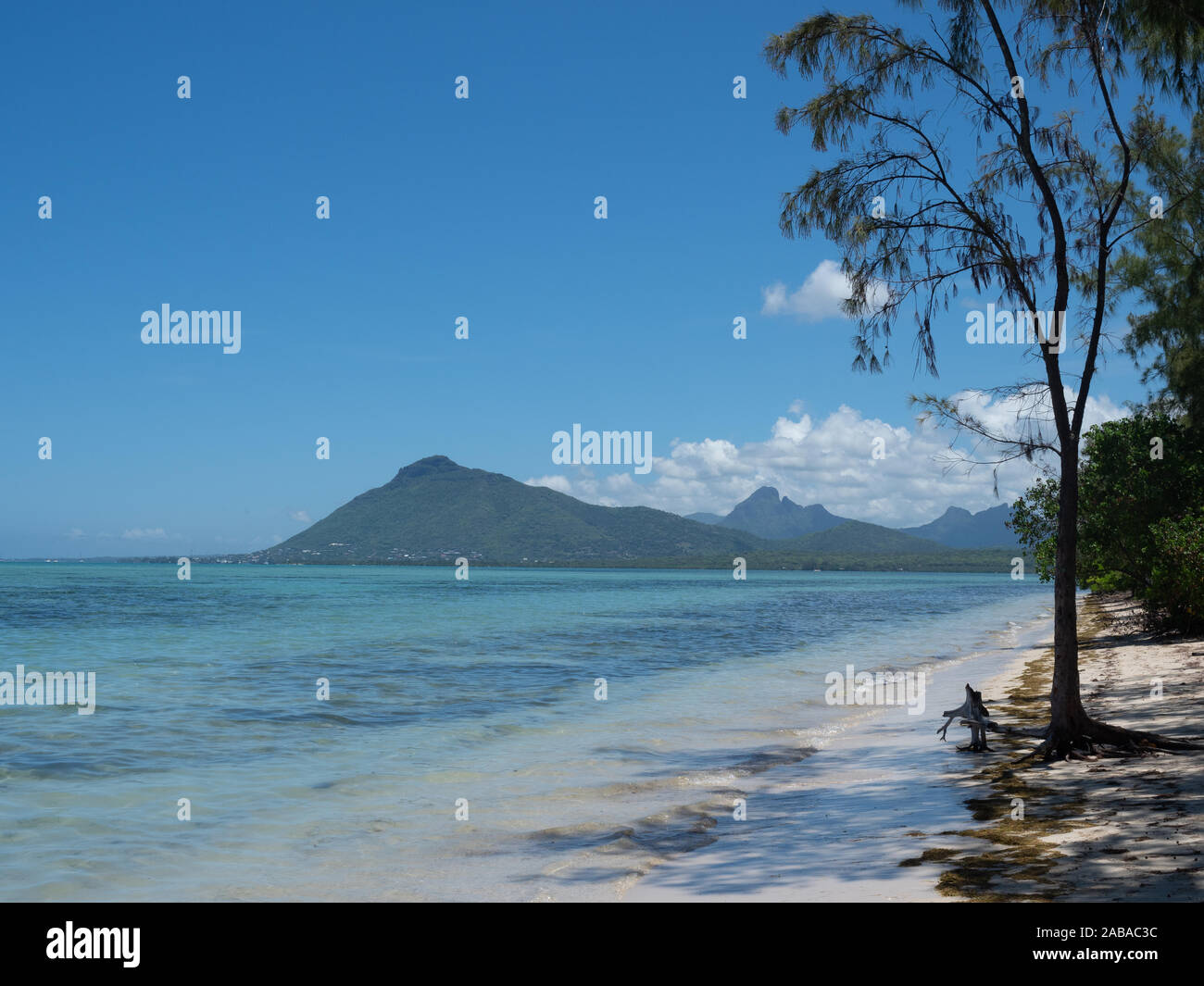 Vesi tree hi-res stock photography and images - Alamy