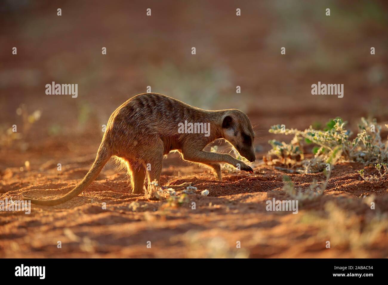 Meerkat, digging, kalahari hi-res stock photography and images - Alamy