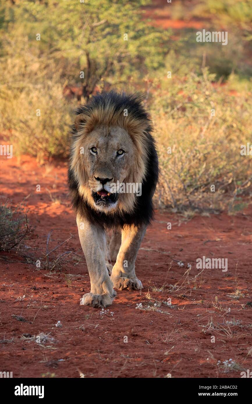 Kalahari lion (Panthera leo vernayi), adult, male, walking, frontal ...