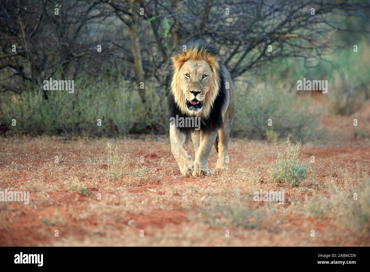 Kalahari lion (Panthera leo vernayi), adult, male, walking, Tswalu Game ...