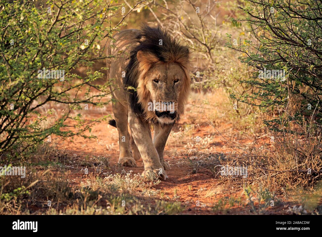 Kalahari lion (Panthera leo vernayi), adult, male, walking through ...