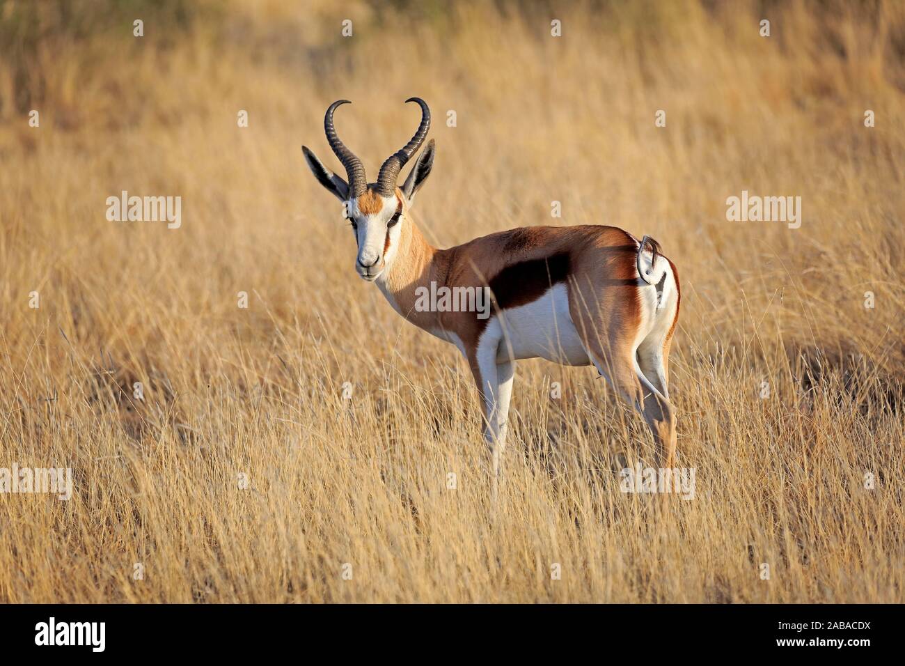 Springbok (Antidorcas marsupialis), adult, male, standing in dry grass ...