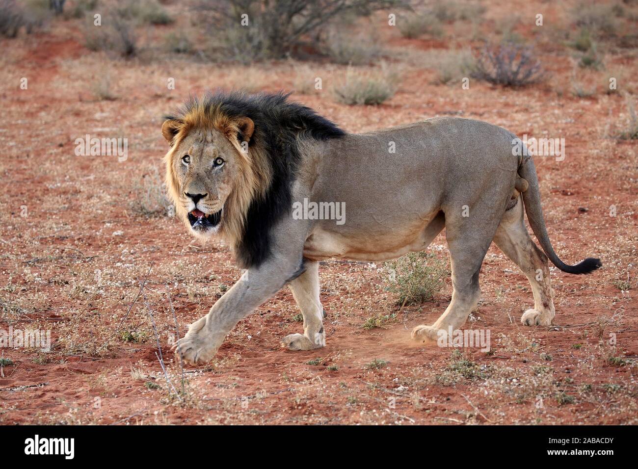 Kalahari lion (Panthera leo vernayi), adult, male, running, Tswalu Game ...