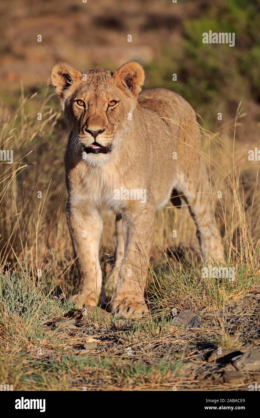Lioness (Panthera leo), subadult, Mountain Zebra National Park, Eastern ...