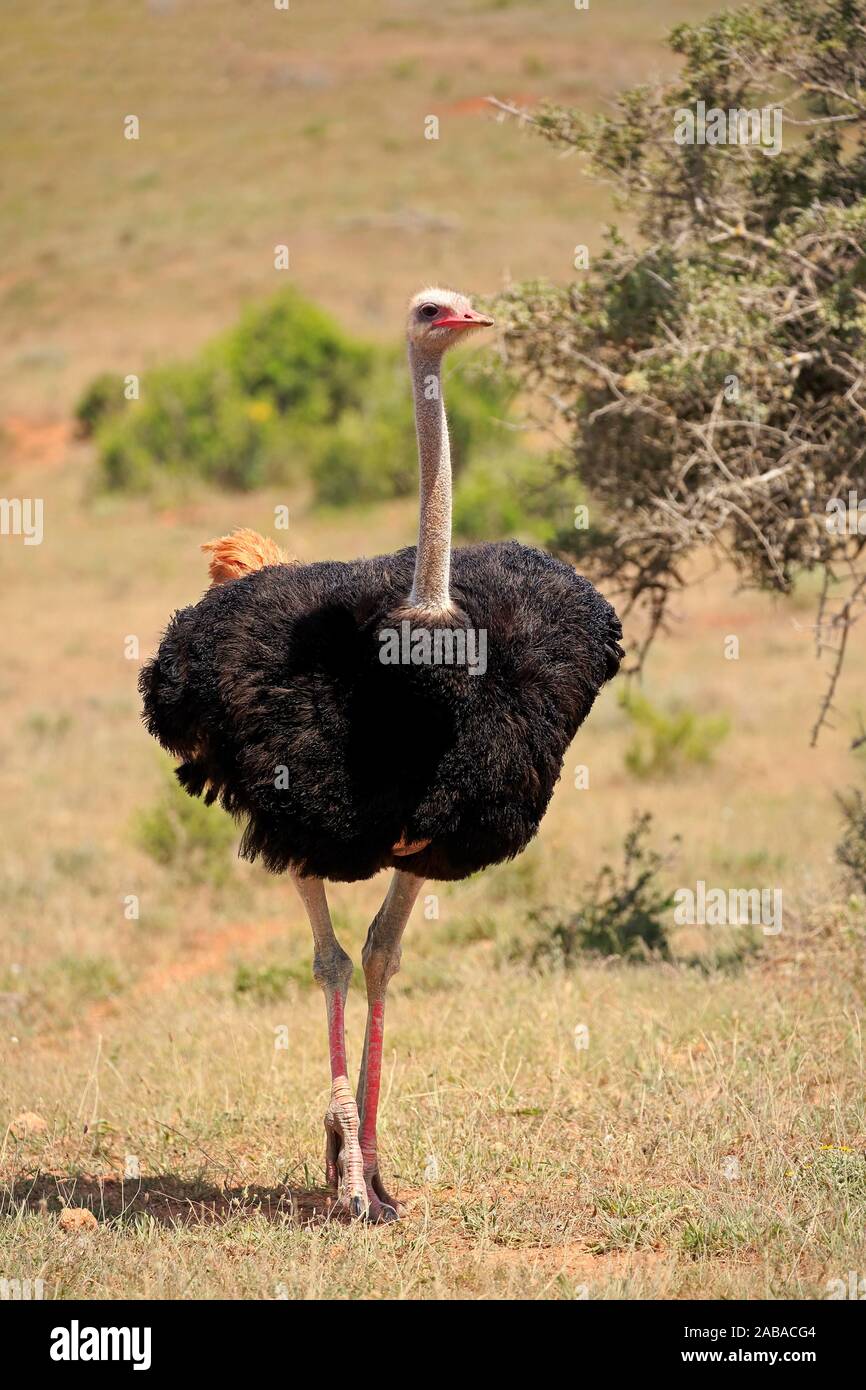 South African Ostrich (Struthio camelus australis), adult, male ...