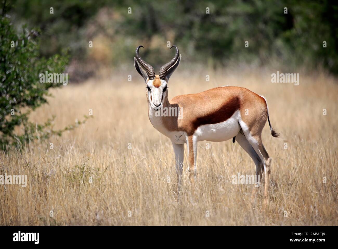 Springbok (Antidorcas marsupialis), adult, male, standing in dry ...