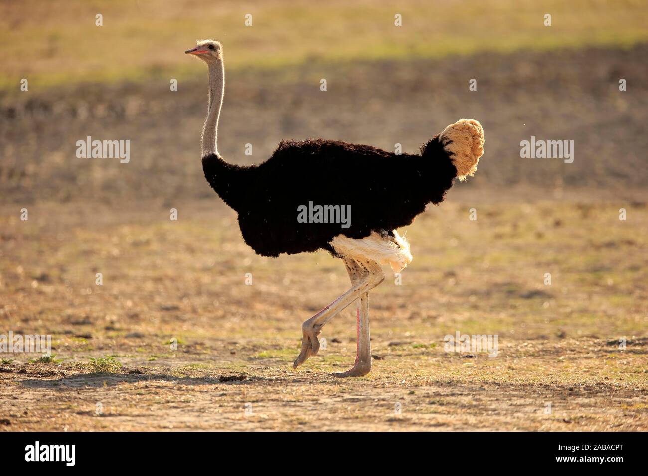 Running Ostrich Meme