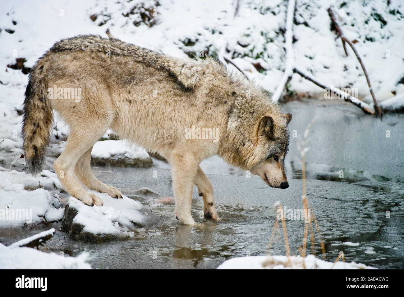 Gray Wolf stepping into small pond Stock Photo - Alamy