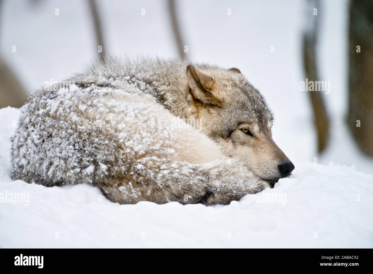 Wolf Lying Down High Resolution Stock Photography and Images - Alamy