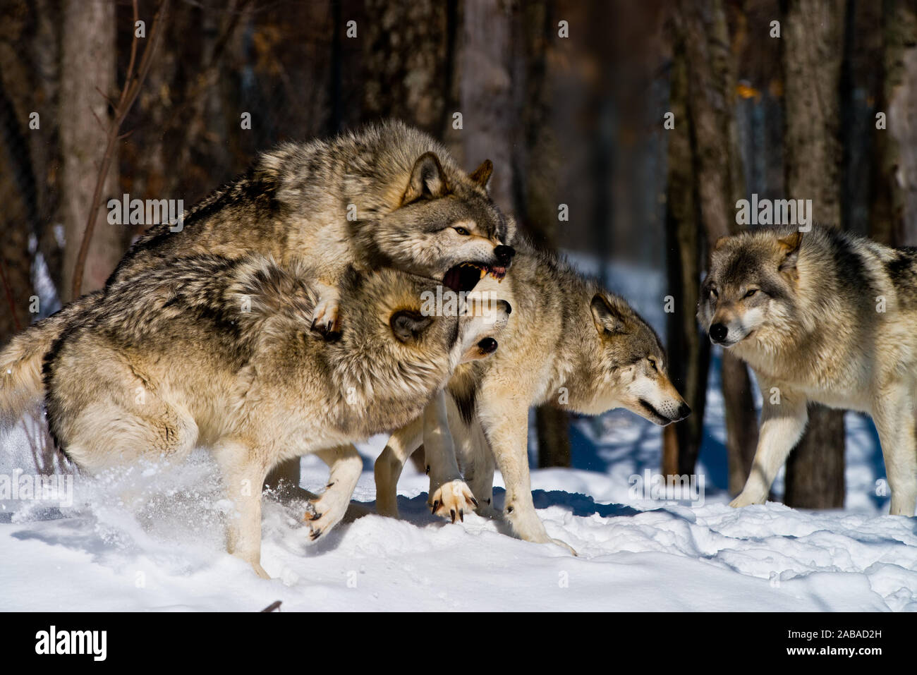 Eastern Timber Wolf Pack