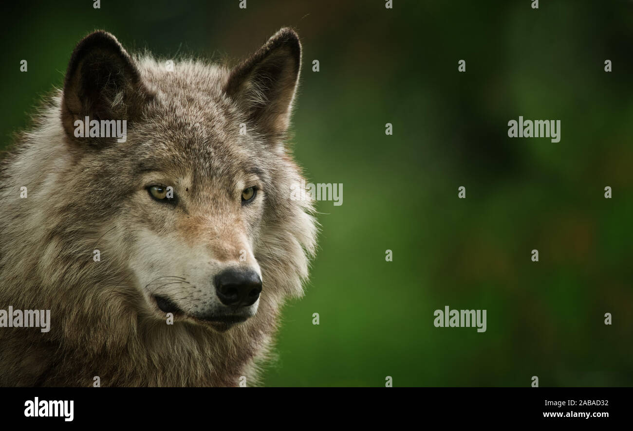 Gray Wolf Portrait with a green background Stock Photo - Alamy