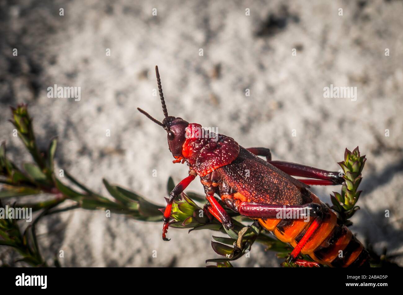 Red winged grasshopper hi-res stock photography and images - Alamy