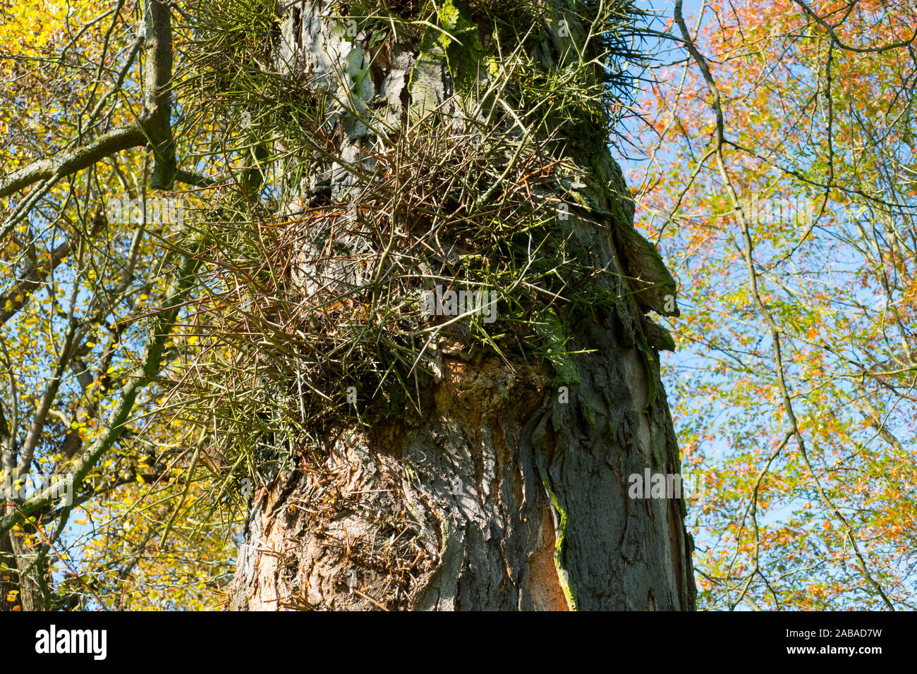 Gleditschie Baum, Lederhülsenbaum mit langen Stacheln, Dornen an der ...