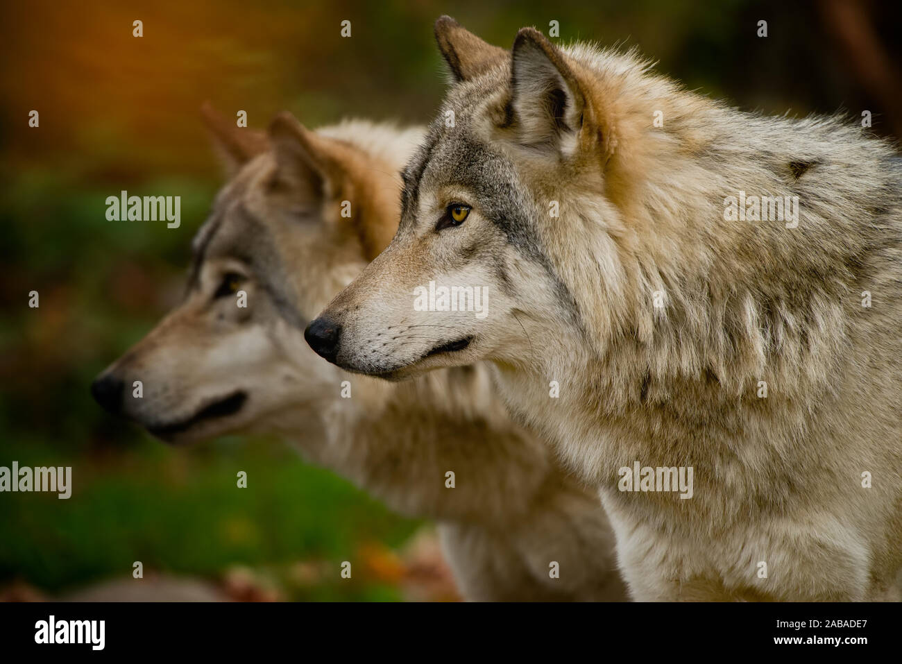 Two Gray Wolves Looking Left Stock Photo - Alamy