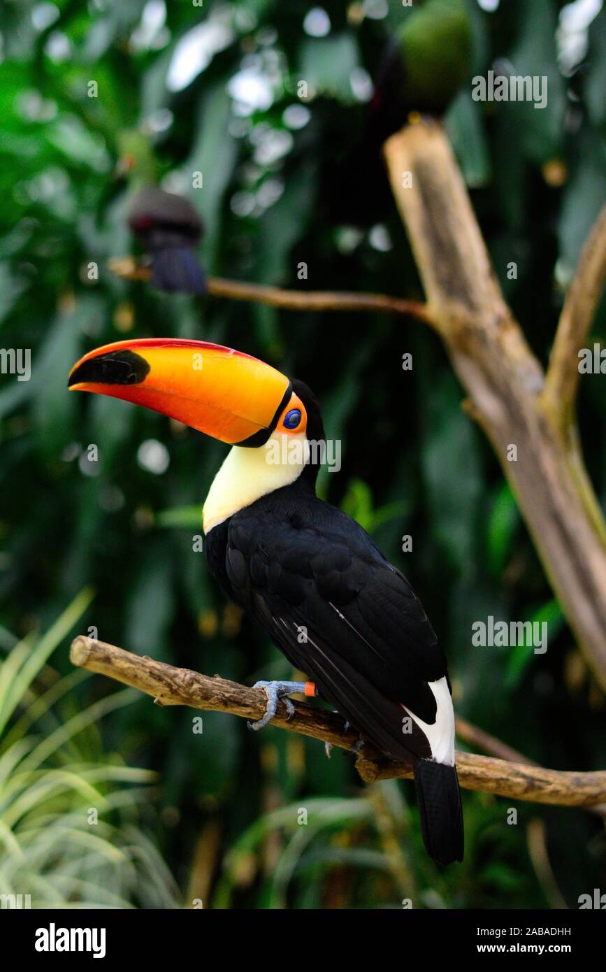 Black japan hi-res stock photography and images - Alamy
