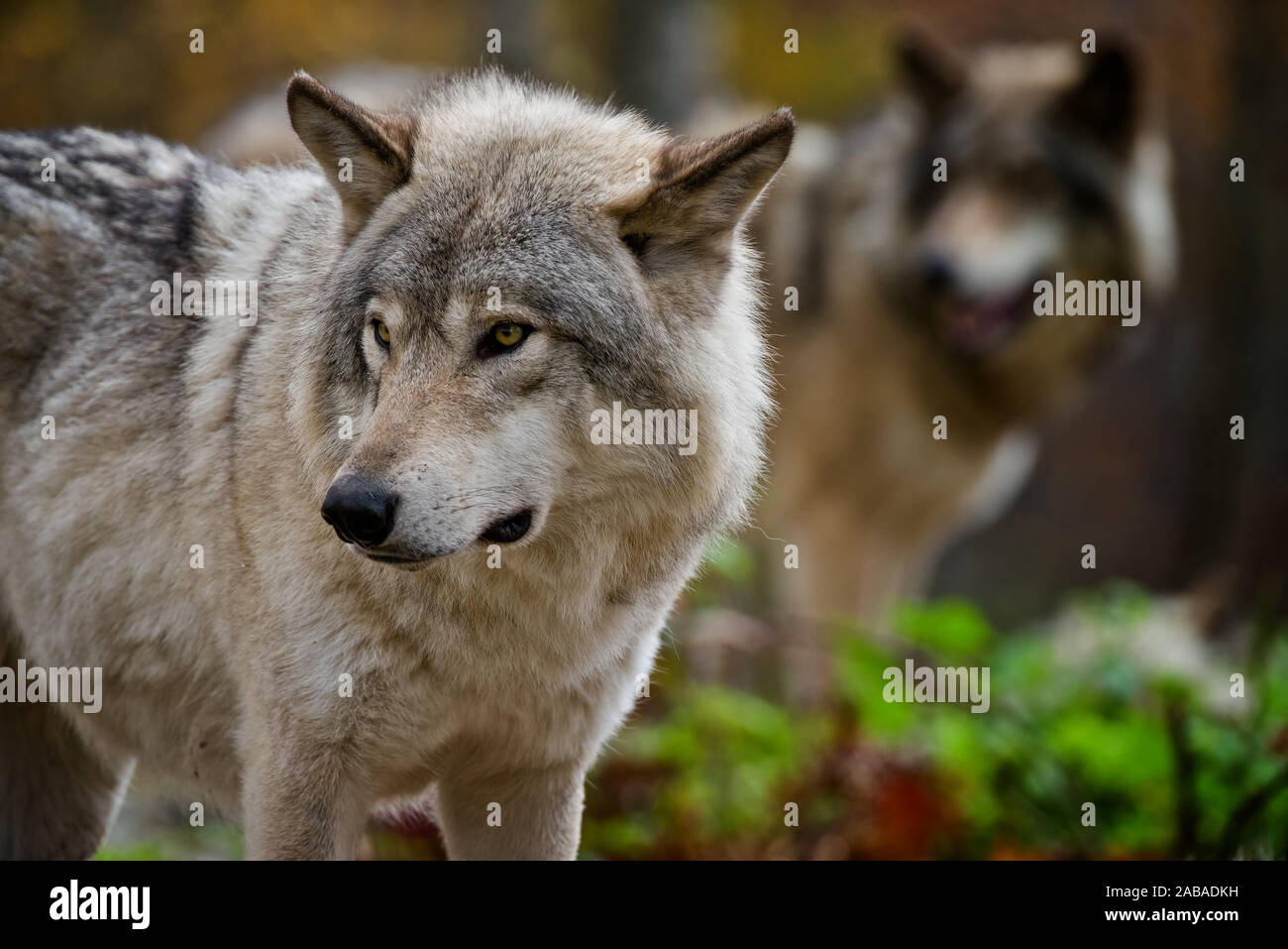 Images of wildlife hi-res stock photography and images - Alamy
