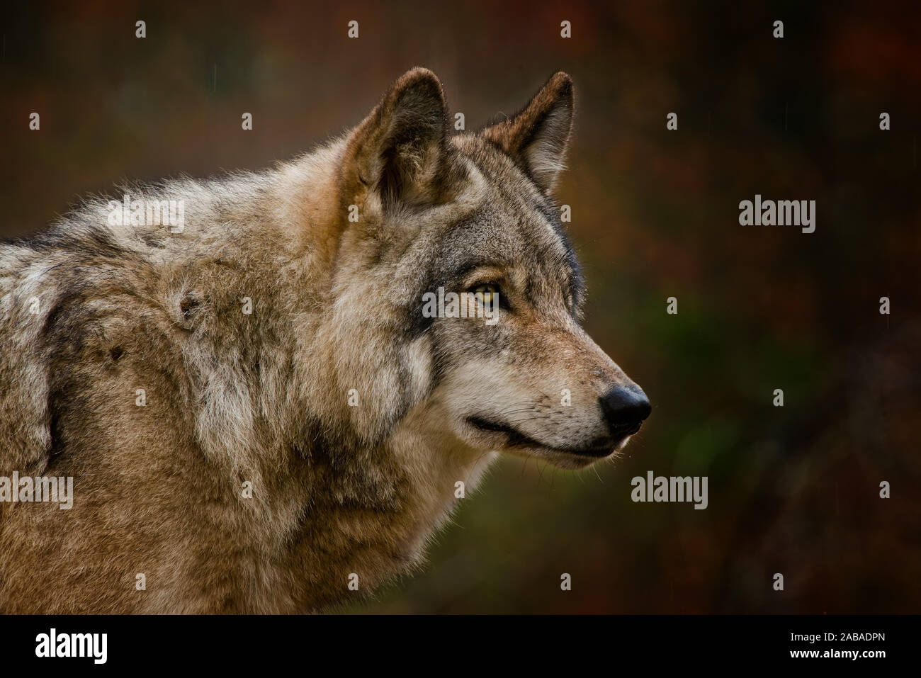 Angry Wolf Head Profile