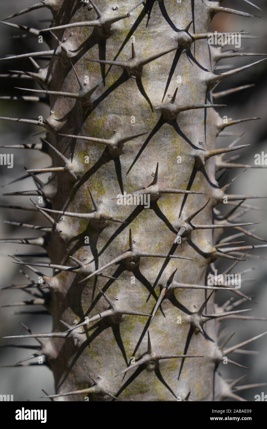 Madagascar euphorbia hi-res stock photography and images - Alamy