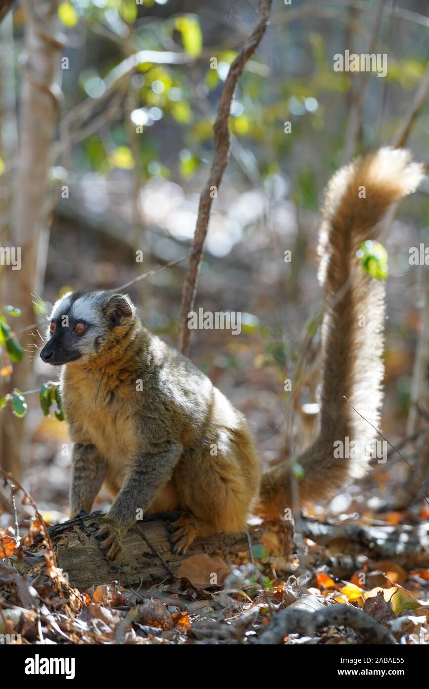 Red Fronted Lemur High Resolution Stock Photography and Images - Alamy