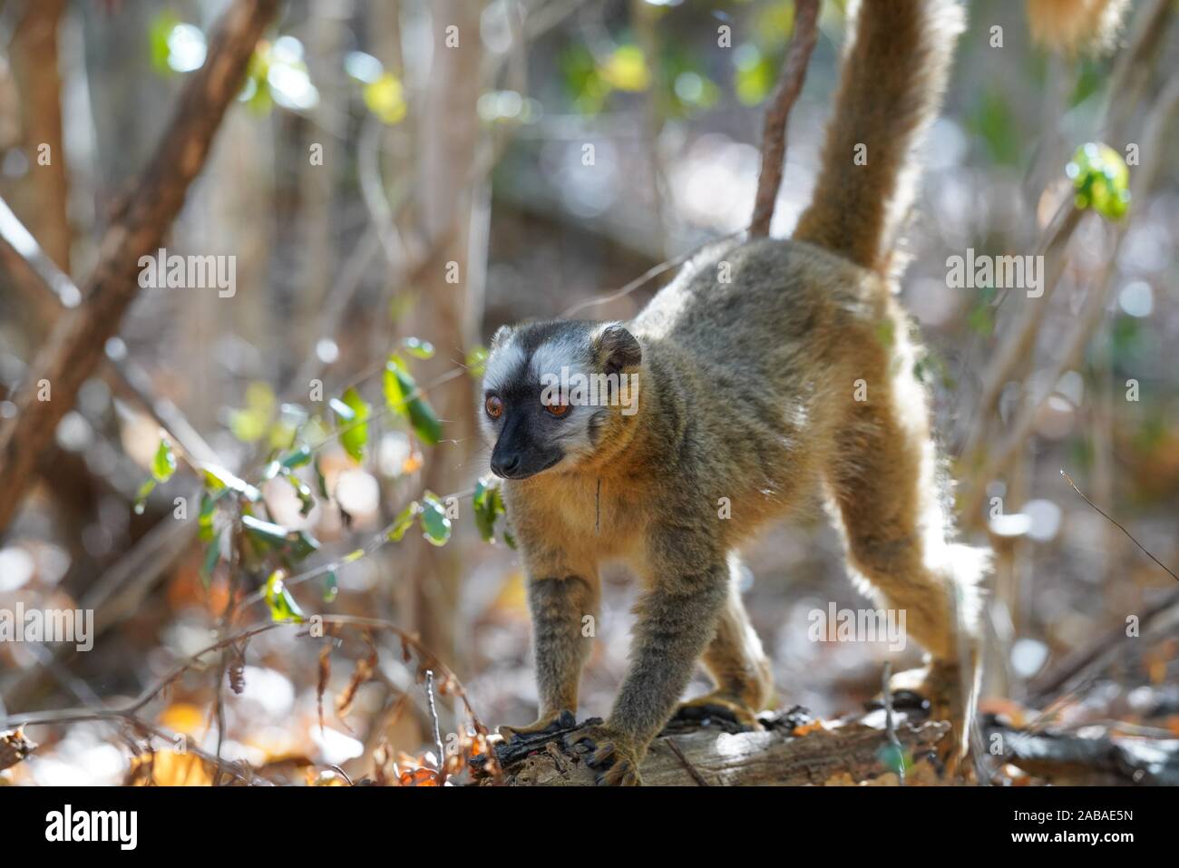 Red Fronted Lemur High Resolution Stock Photography and Images - Alamy