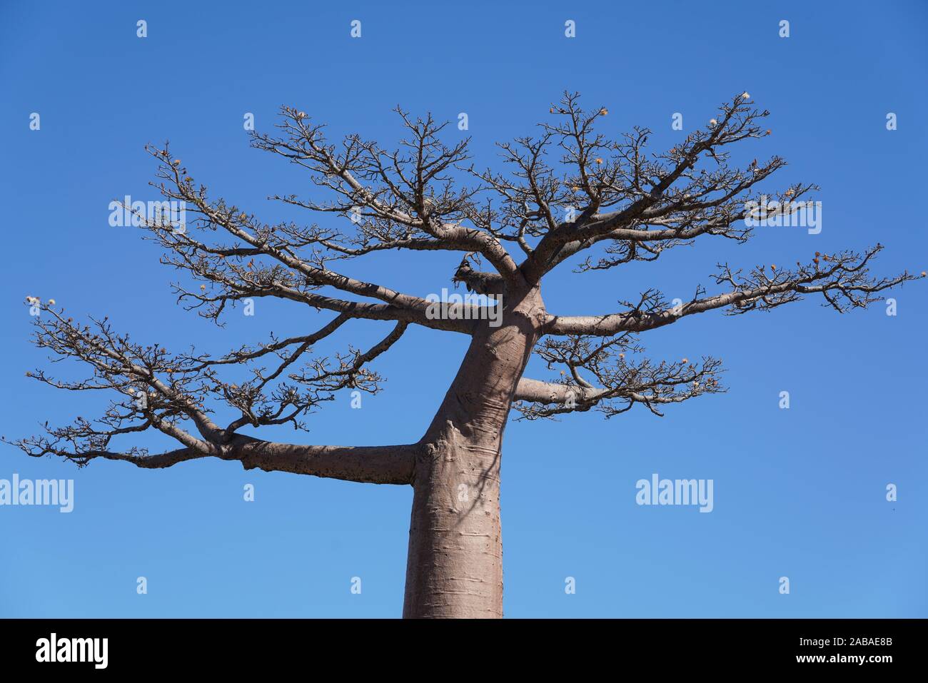 Single baobab tree hi-res stock photography and images - Alamy